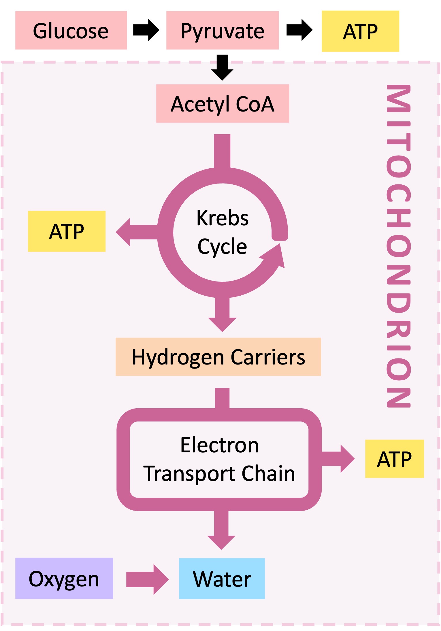 Respiration Types